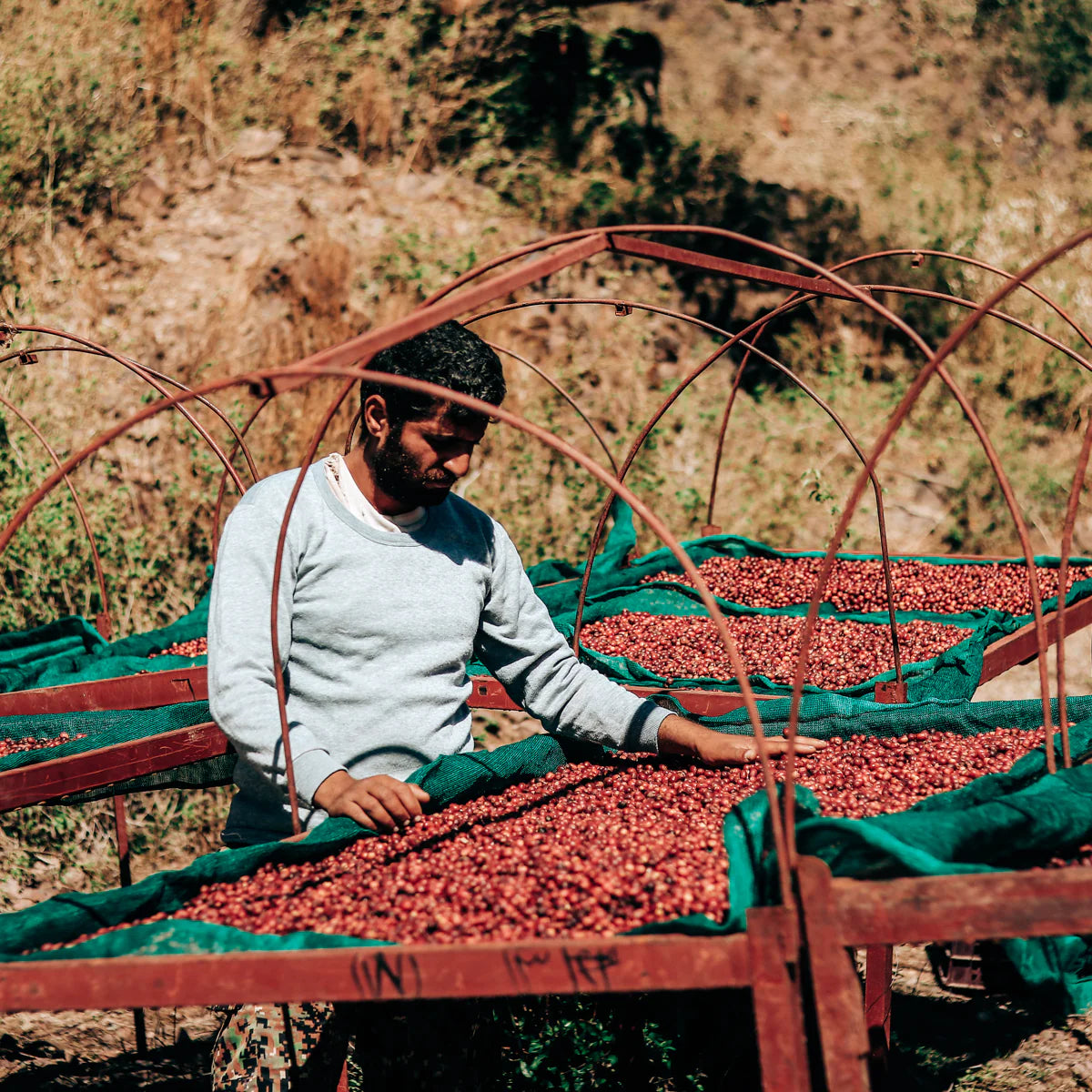 Yemen AL HAYMA & ANIS CO2 DECAF — YE.DECAF – Crooked Nose & Coffee Stories